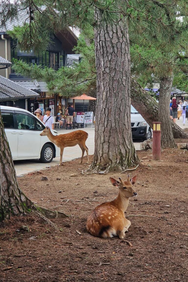 Perfect 1-Day Nara Deer Park Itinerary from Osaka | Nara Day Trip ...