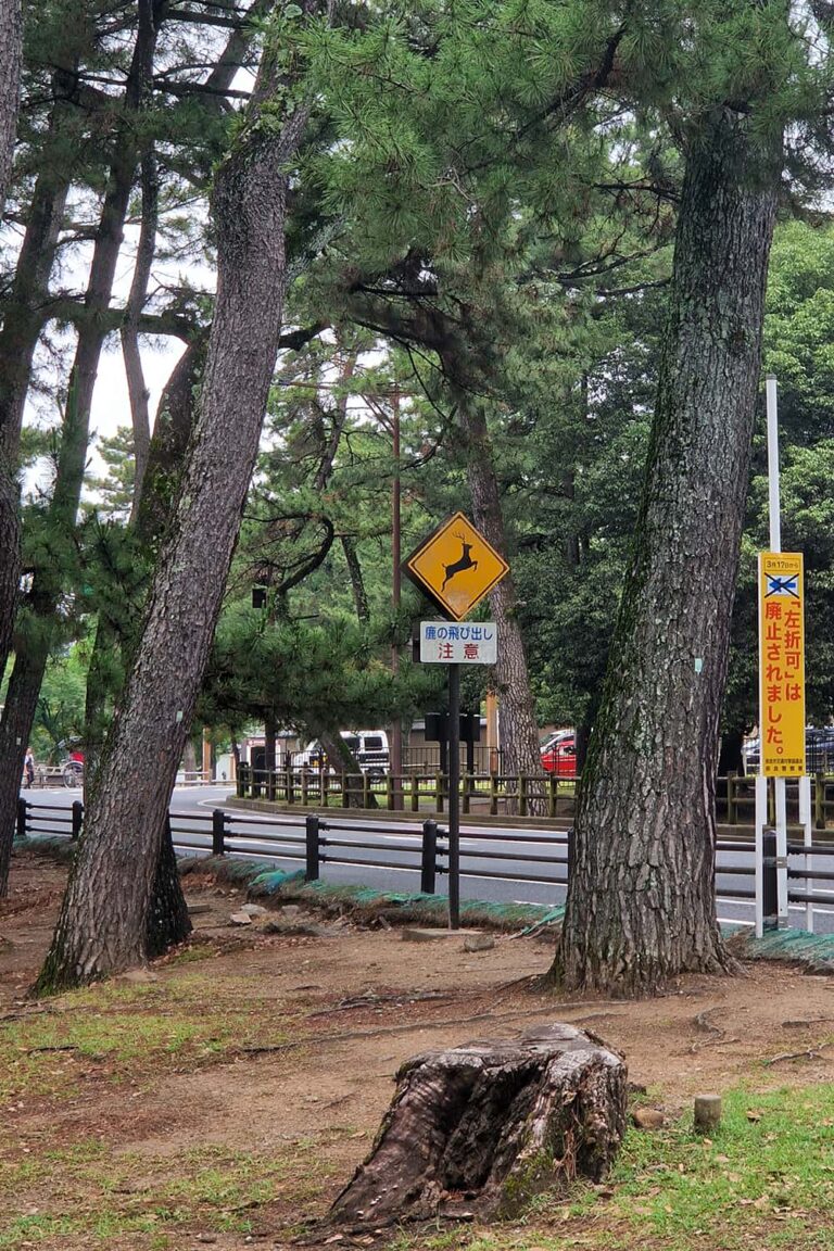 Perfect 1-Day Nara Deer Park Itinerary from Osaka | Nara Day Trip ...