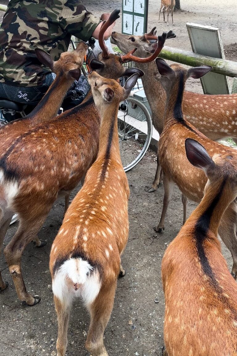 Perfect 1-Day Nara Deer Park Itinerary from Osaka | Nara Day Trip ...