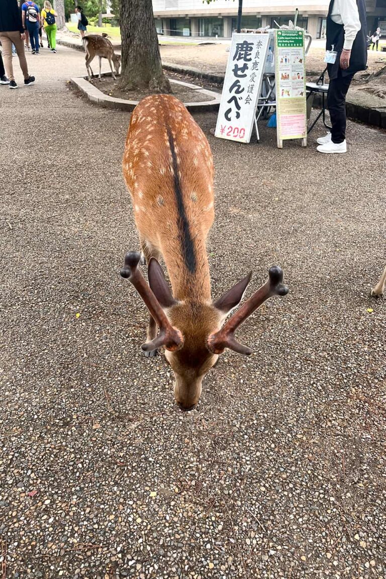 Perfect 1-Day Nara Deer Park Itinerary from Osaka | Nara Day Trip - themigratorybirds.com