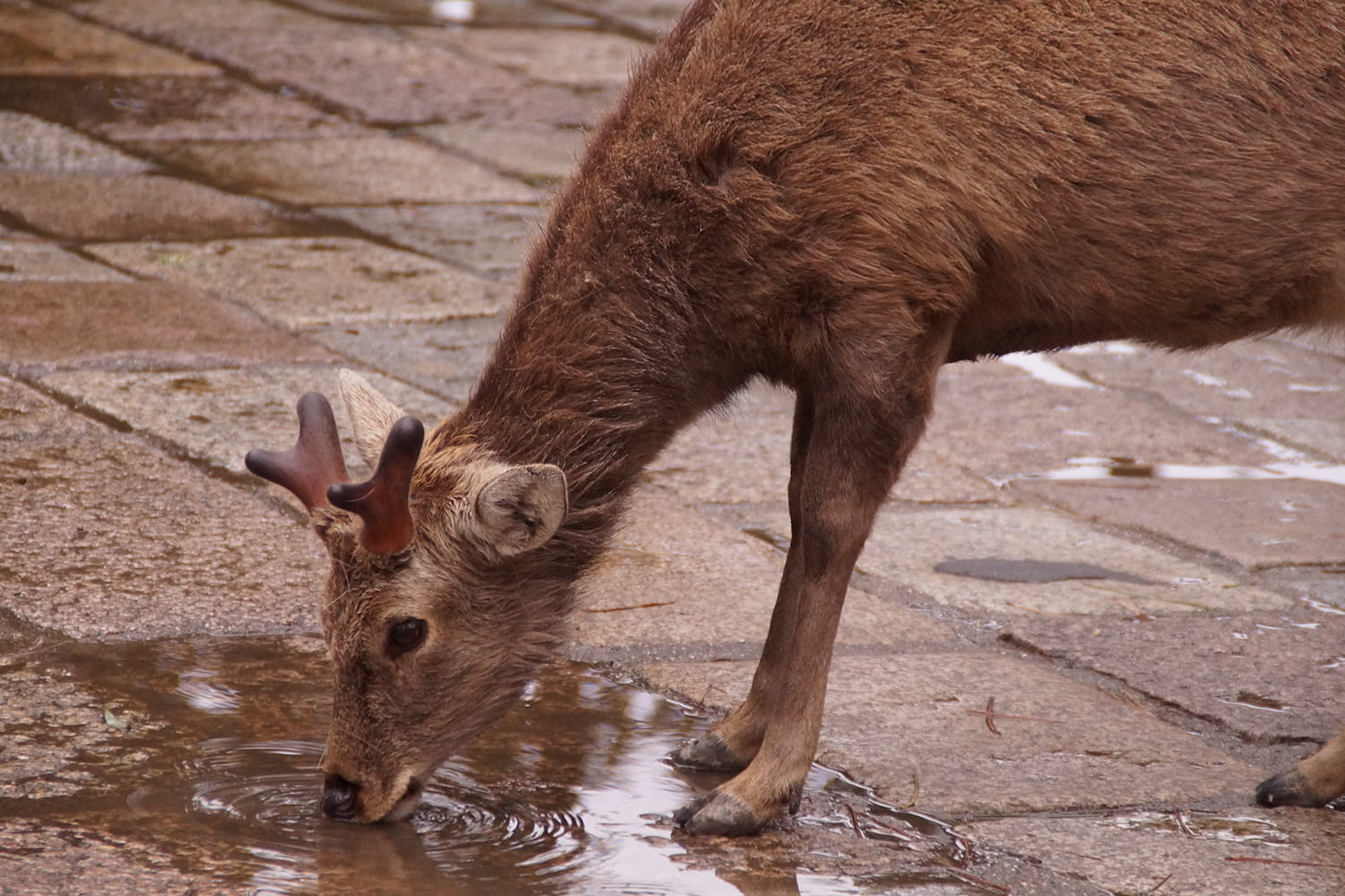 Perfect 1-Day Nara Deer Park Itinerary from Osaka | Nara Day Trip ...