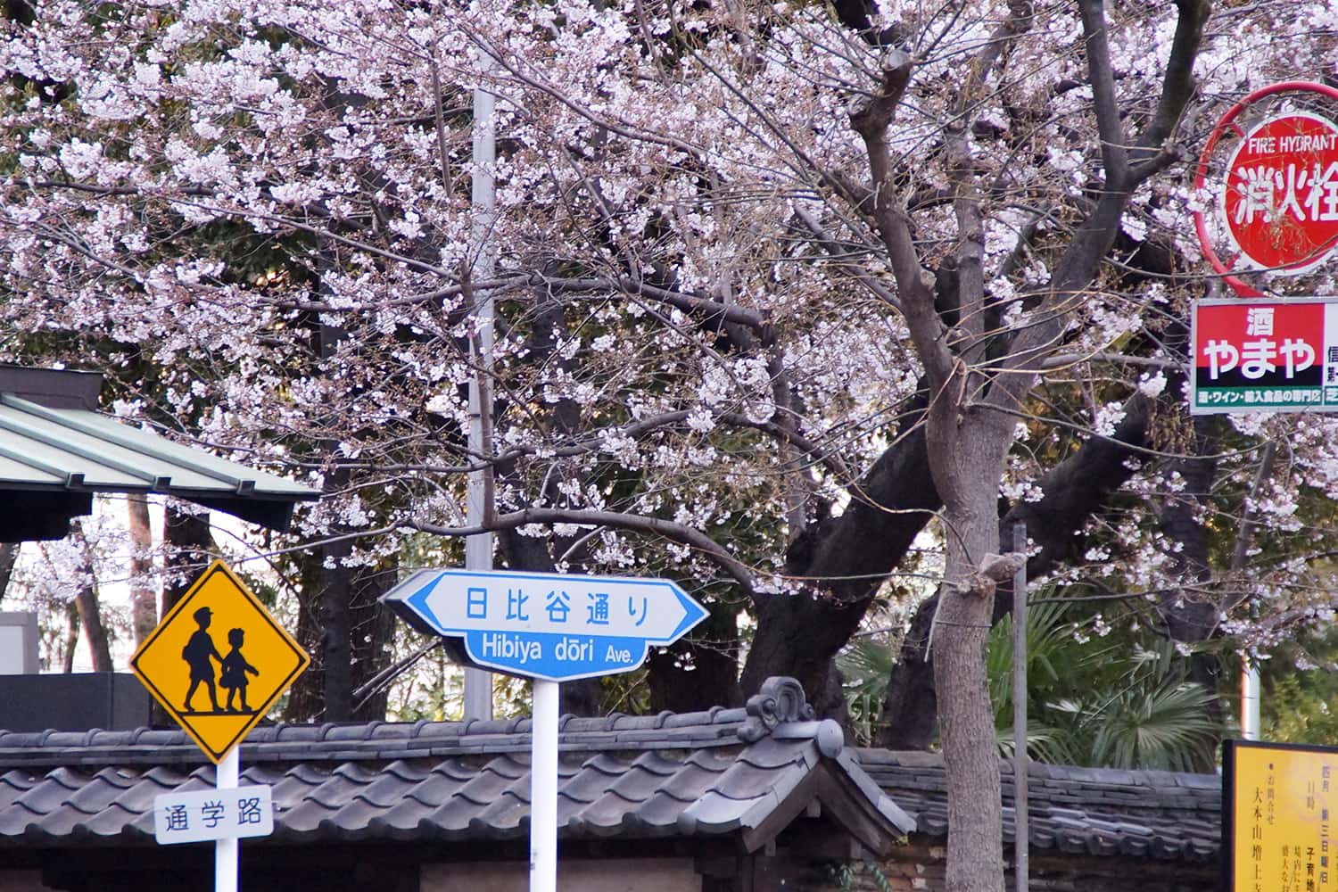 Complete Japan Travel Checklist | What to Know Before your Trip